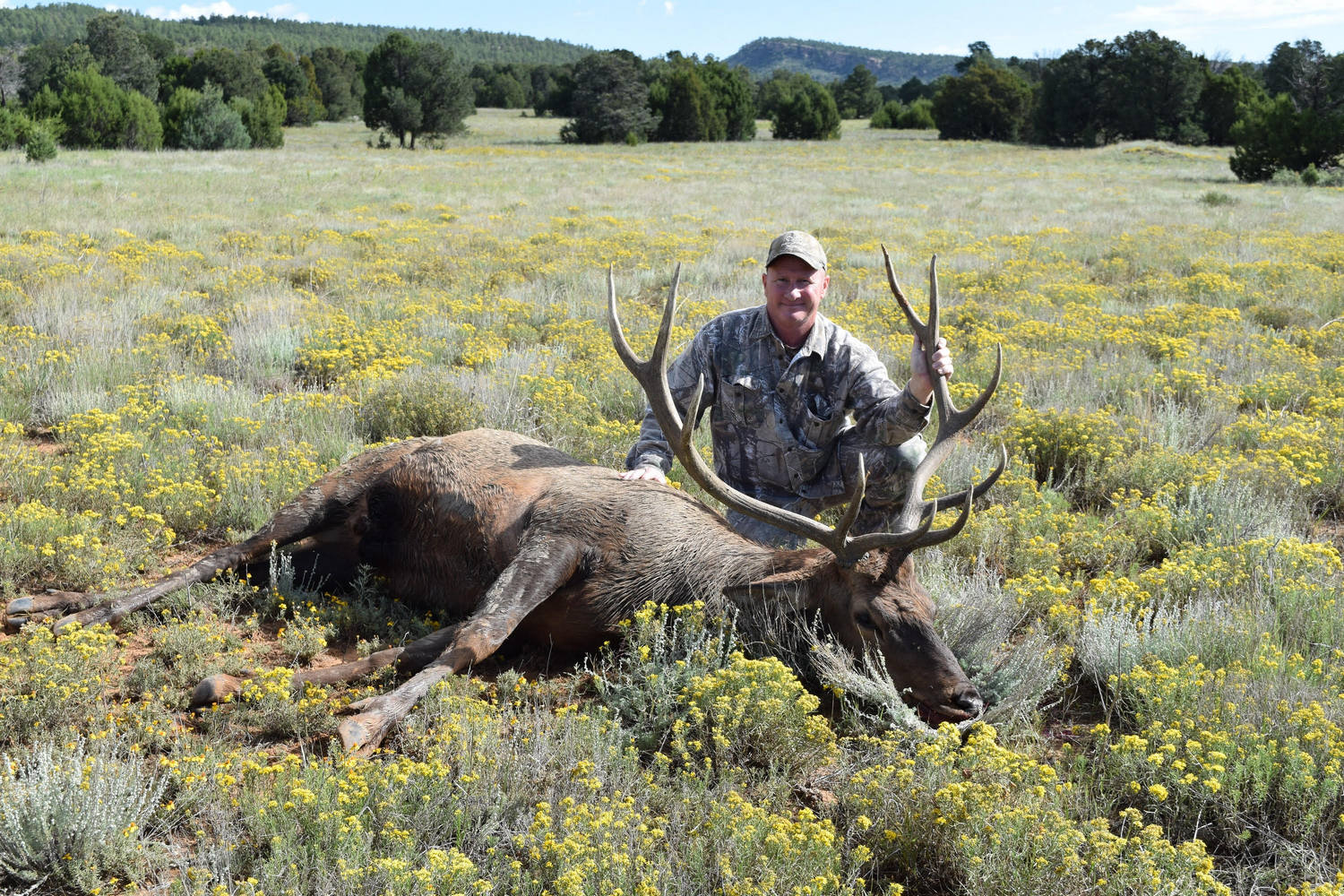 Elk in NM - Thal Ranch